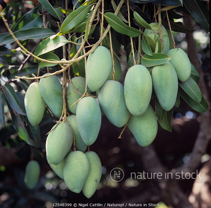 Filipino Mangoes: Fruits Of The Philippines – CJUEI