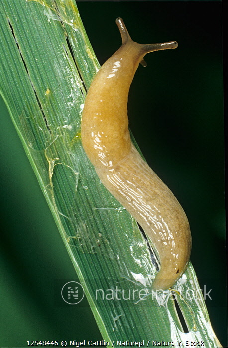 Slug Trail