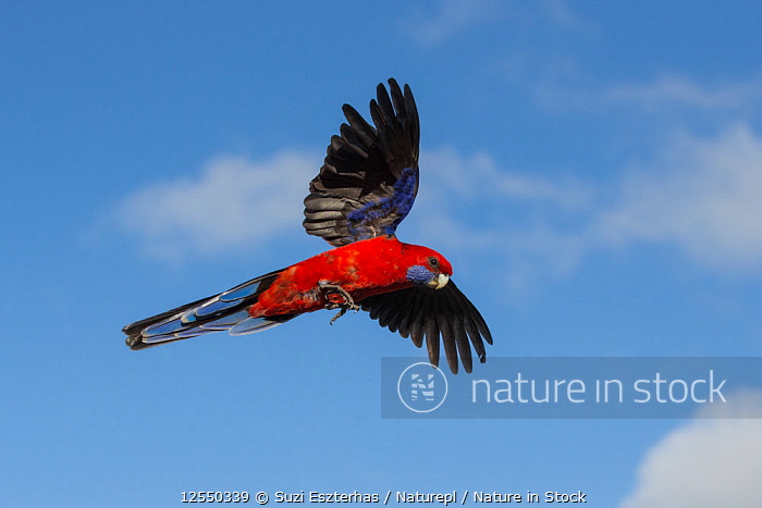 Crimson Rosella Flying