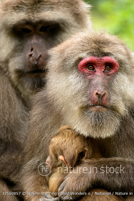Tibetan Macaque
