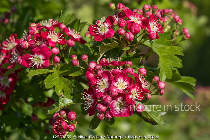 Red Hawthorn Flower