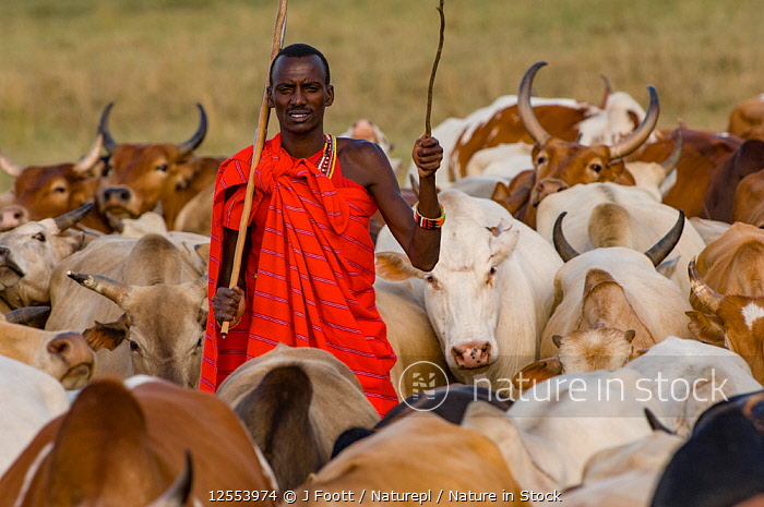 Masai Herders