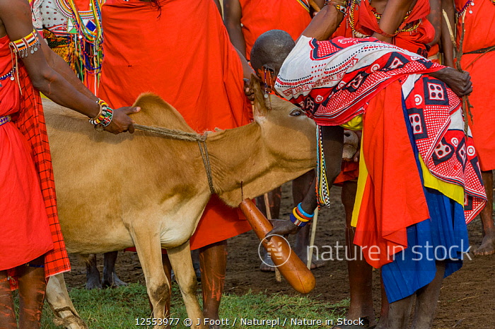 Maasai Diet