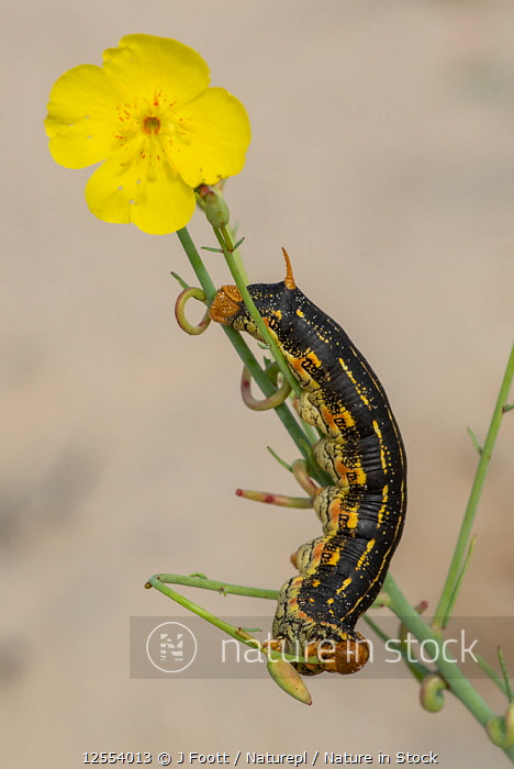 Hyles Lineata Caterpillar