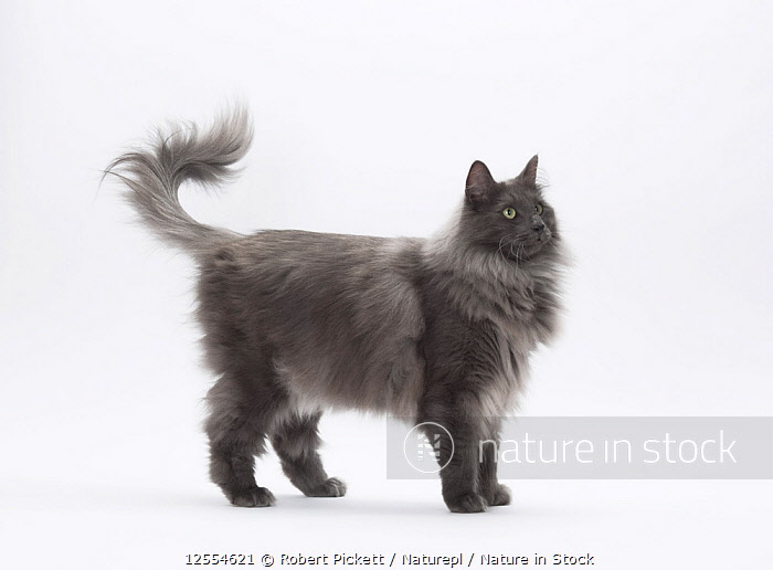 Blue Norwegian Forest Cat