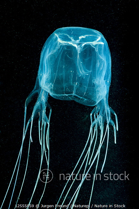 Chironex Jellyfish