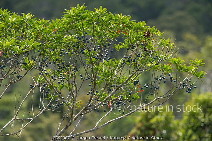 Elaeocarpus Angustifolius Elaeocarpus Angustifolius | Blue Marble Tree