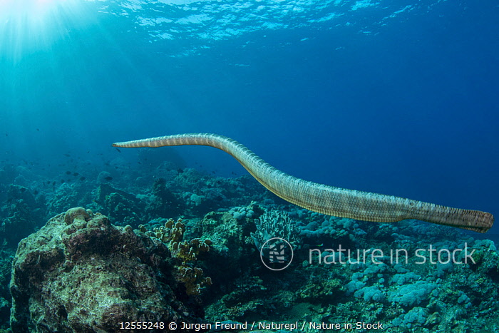 Olive Sea Snake
