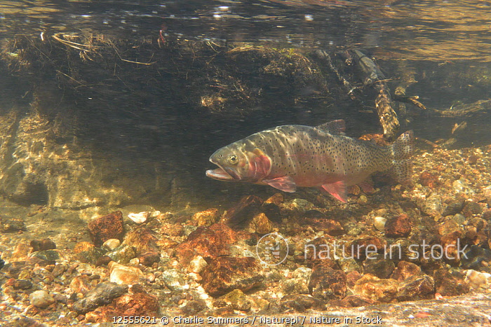 Greenback Cutthroat Trout In The Water