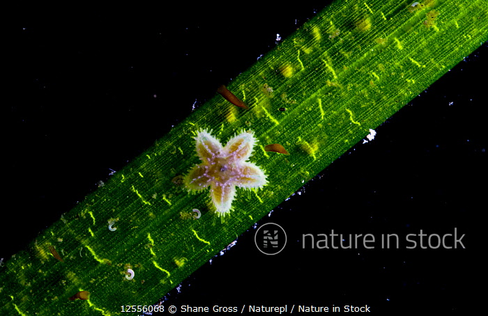 Zostera Marina Flowers