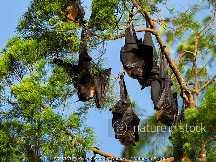 Flying Fox