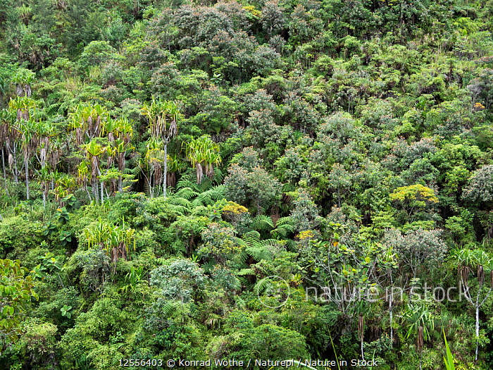 Papua New Guinea Rainforest The State Of The Forests Of Papua New
