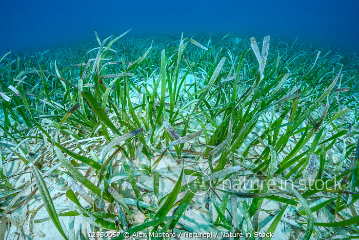 Turtle Grass Seagrass And Seagrass Beds | Smithsonian Ocean