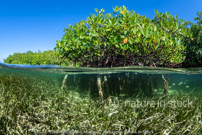 Red Mangrove Tree Mangroves: Forests Of The Intertidal Zone | Coral