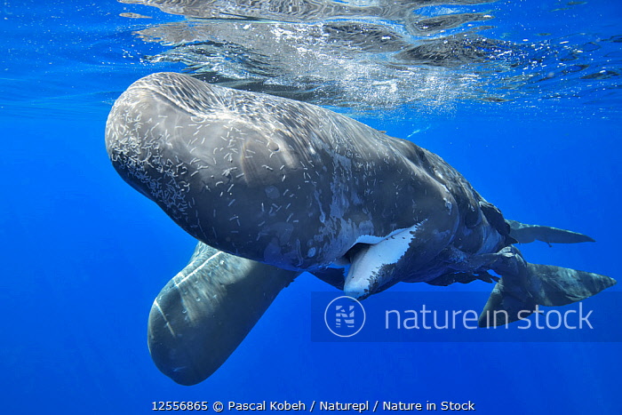 Sperm Whale And Calf