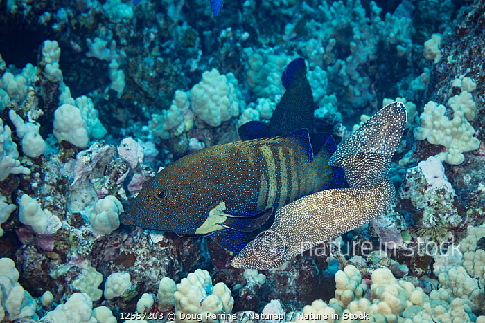 Argus Grouper