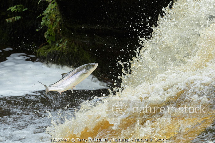 Atlantic Salmon Jumping