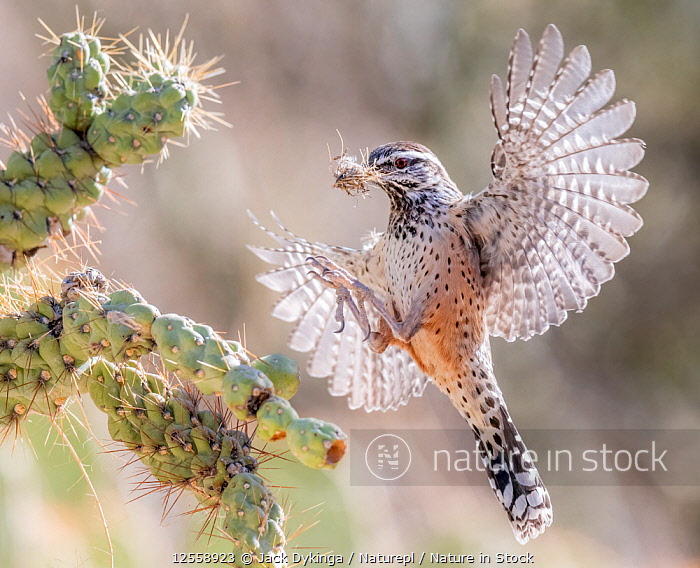 Cactus Wren Flying