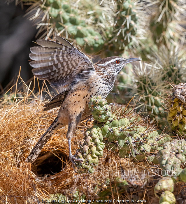 Cactus Wren Nest