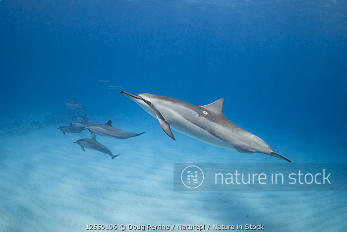 Long Snouted Spinner Dolphin