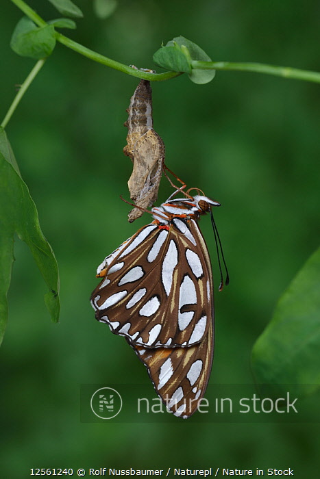 Gulf Fritillary Butterfly Life Cycle VP Shoots Photography | Life