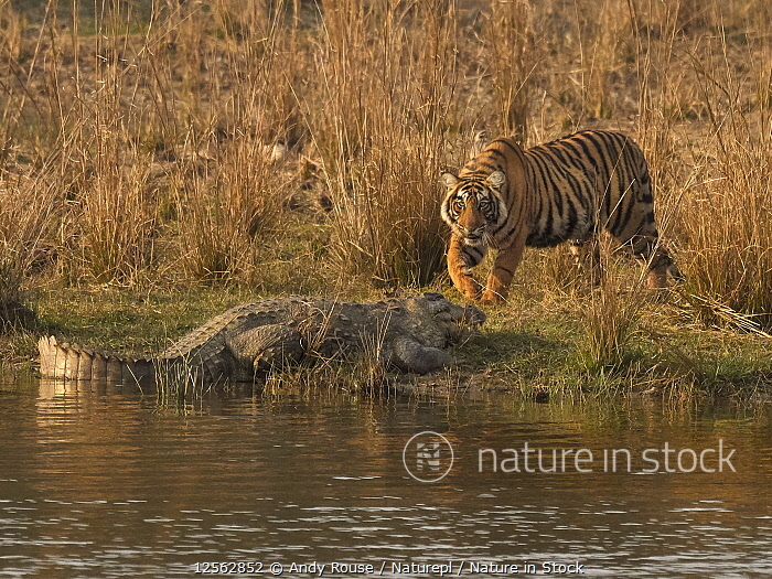 Tiger Vs Crocodile