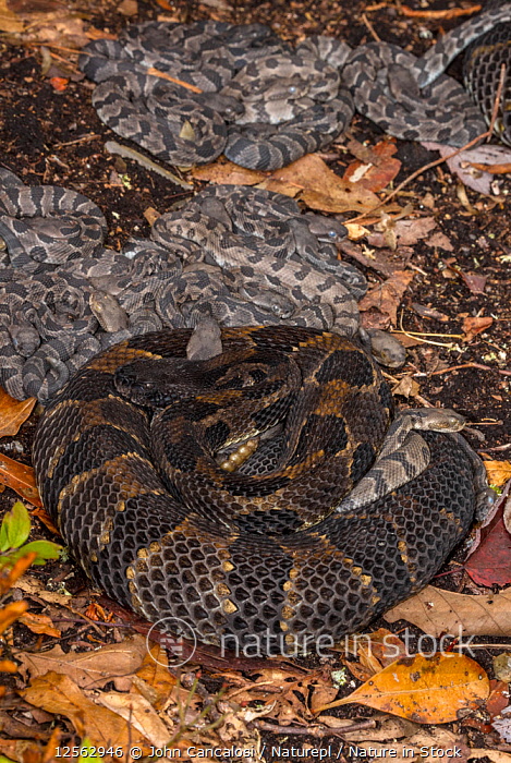 Baby Timber Rattlesnake
