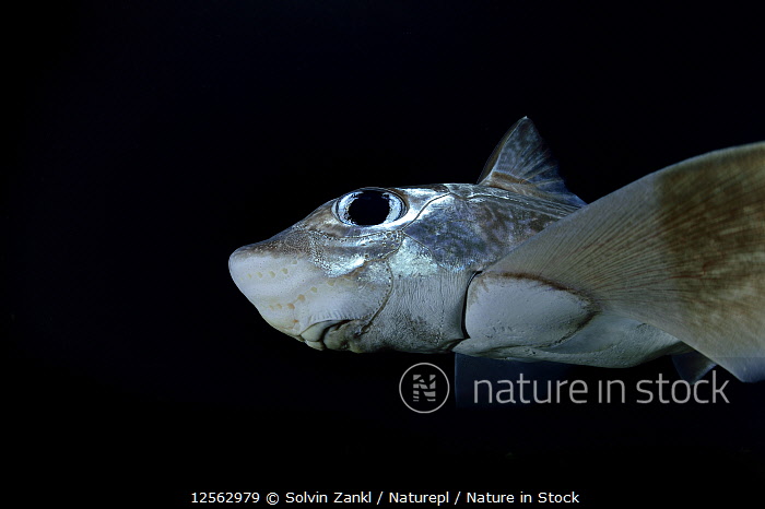 Chimera Shark Ghost Shark – Discover Fishes