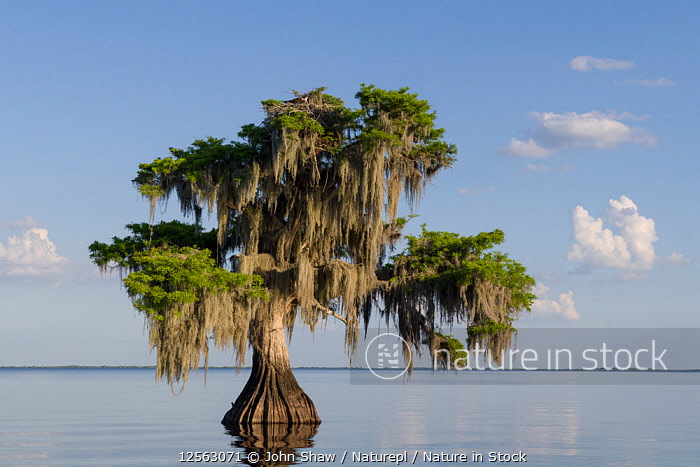 Bald Cypress Tree Florida Small Bald Cypress Trees Growing Near