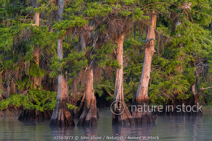 Florida Cypress Tree To Color Buy Blue Steel Arizona Cypress Tree