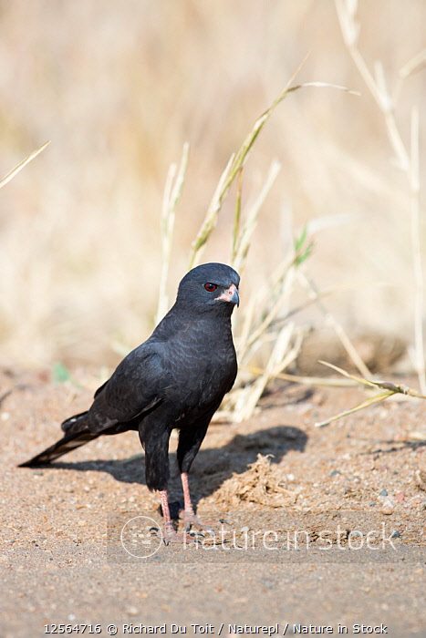 Melanistic Gabar Goshawk