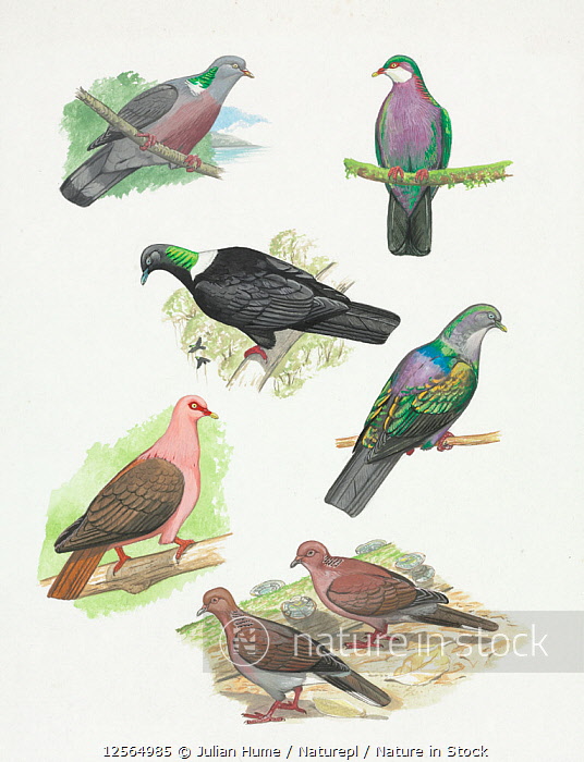 Nature in Stock
