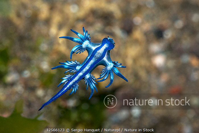 Glaucus Atlanticus Blue Dragon