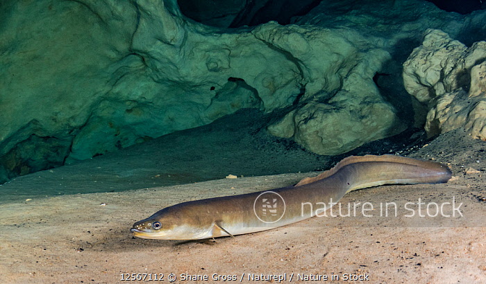 Are There Freshwater Eels In Florida