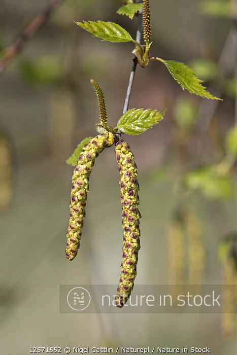 Male Catkins