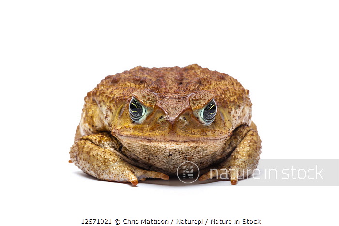 Toad White Background