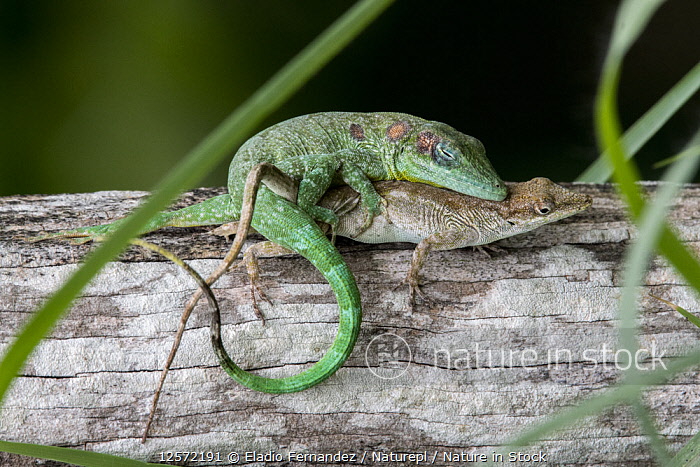 Green Anole Lizard Female