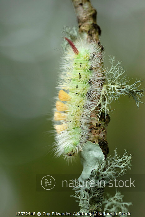 Lymantriidae Moth – Lymantriidae – Doncaster Naturalists' Society