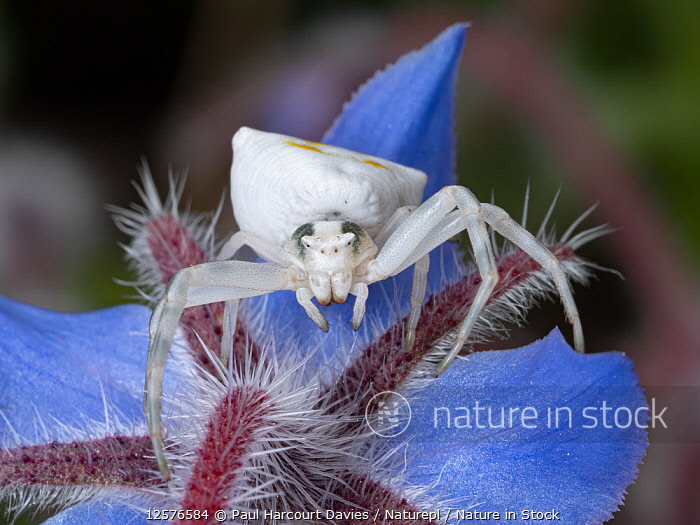 Pink And White Crab Spider