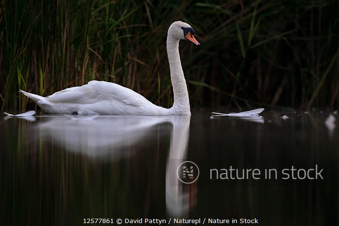 Nature in Stock