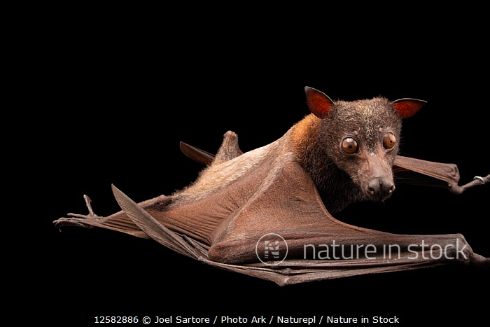 Philippine Flying Fox Spectacled Flying Fox DCCEEW