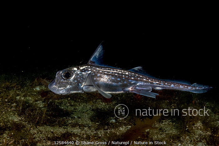 Spotted Ratfish Oct 30, 2008: Spotted Ratfish