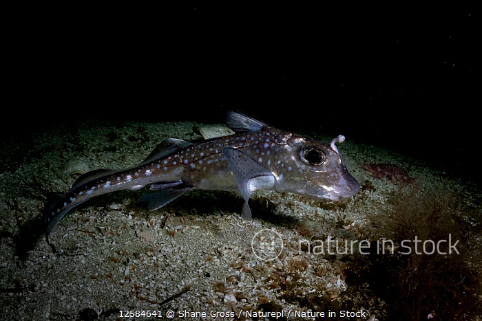 Ratfish Size Ratfish Hi Res Stock Photography And Images Alamy