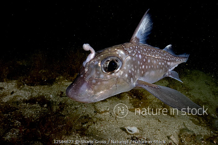 Woc Spotted Ratfish
