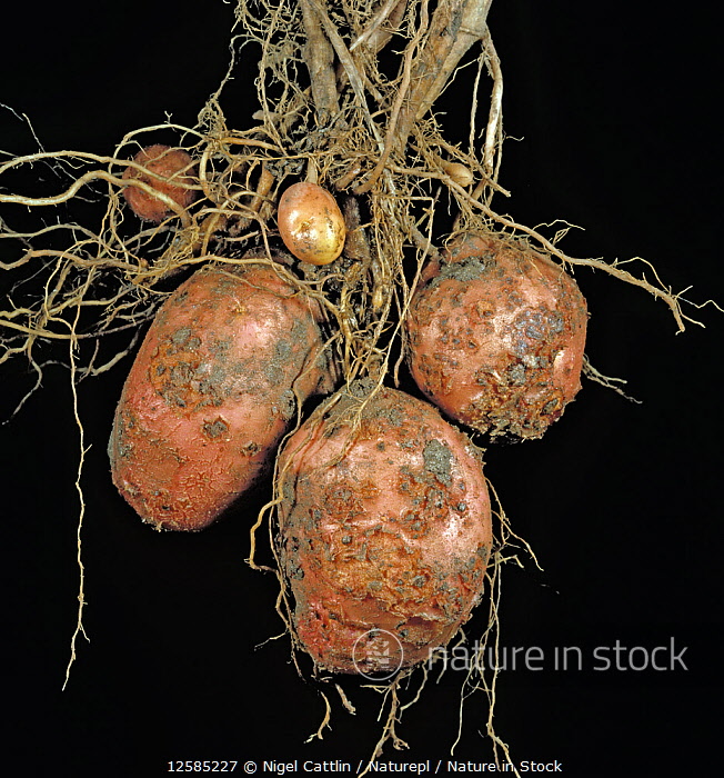 Nature in Stock