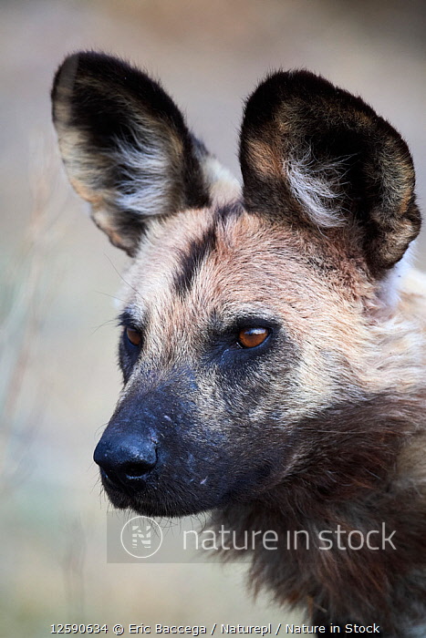 African Wild Dog Face