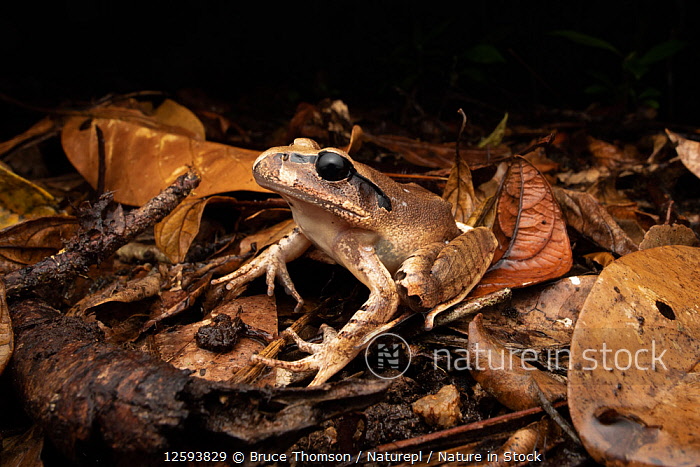 Nature in Stock