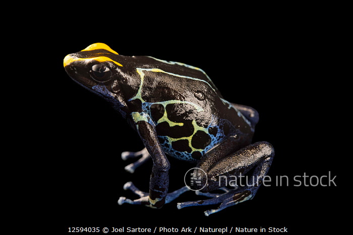 Poison Arrow Frog Diagram Poison Dart Frog Dyeing Dart Frog,