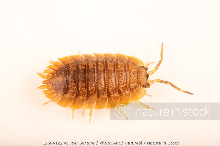 Nature in Stock