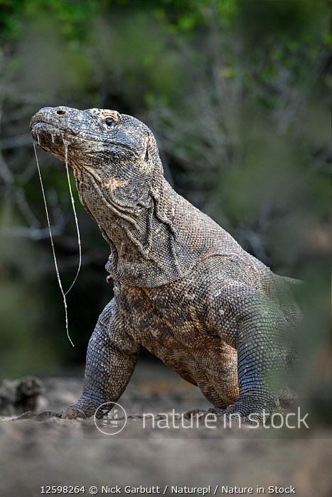 Komodo Drage